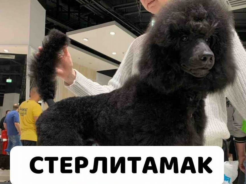 Королевский пудель натан Стерлитамак