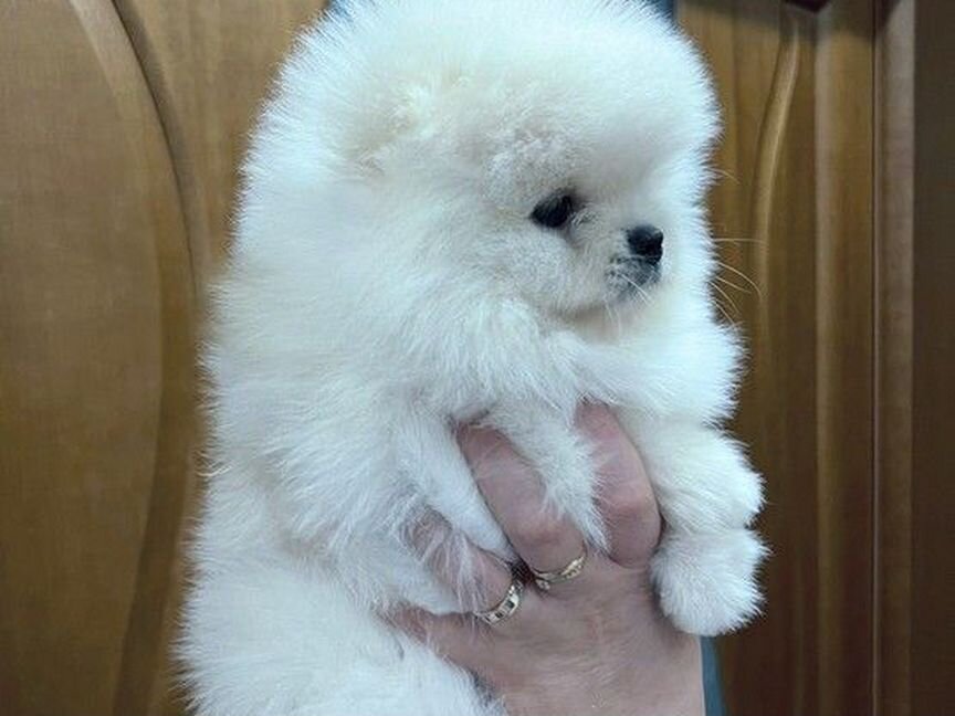 Померанский шпиц, кукольные белые малыши