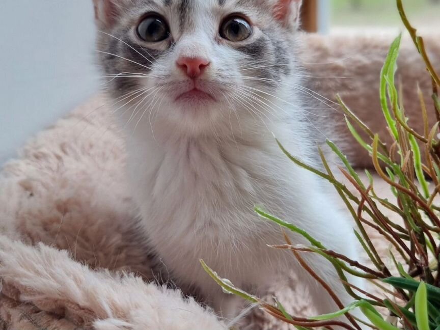 Ласковый котенок мальчик