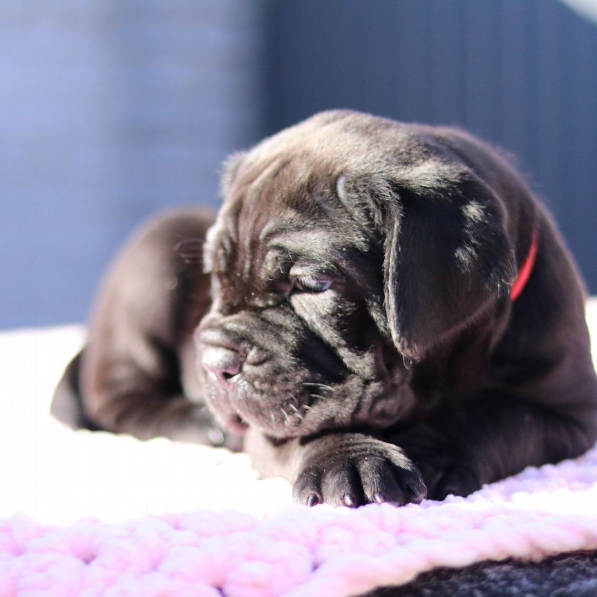 Лучшая сука в помете. Щенки Кане Корсо