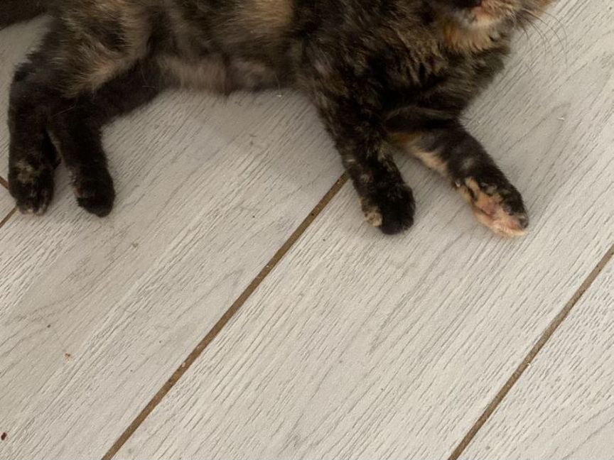 Котенок черепашка