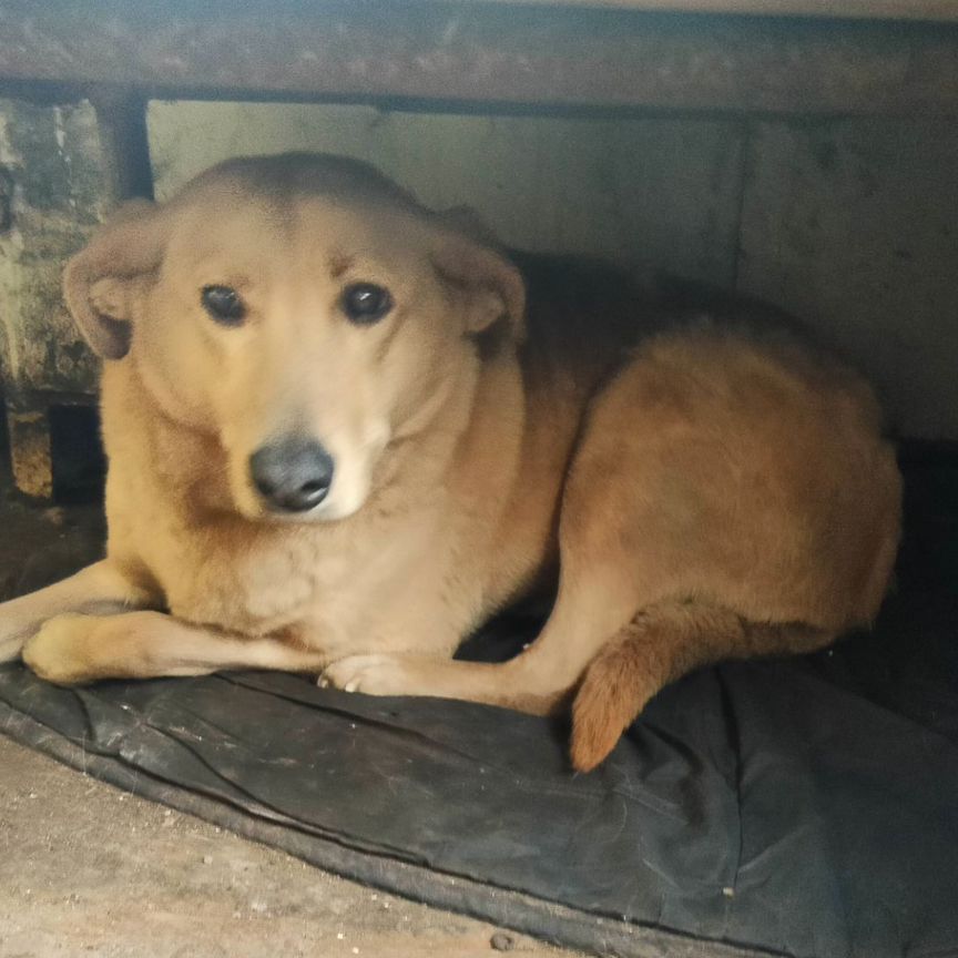 Взрослая собака в добрые руки