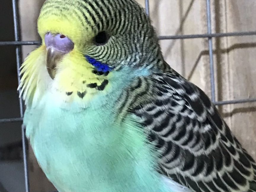 Попугай волнистые птенцы