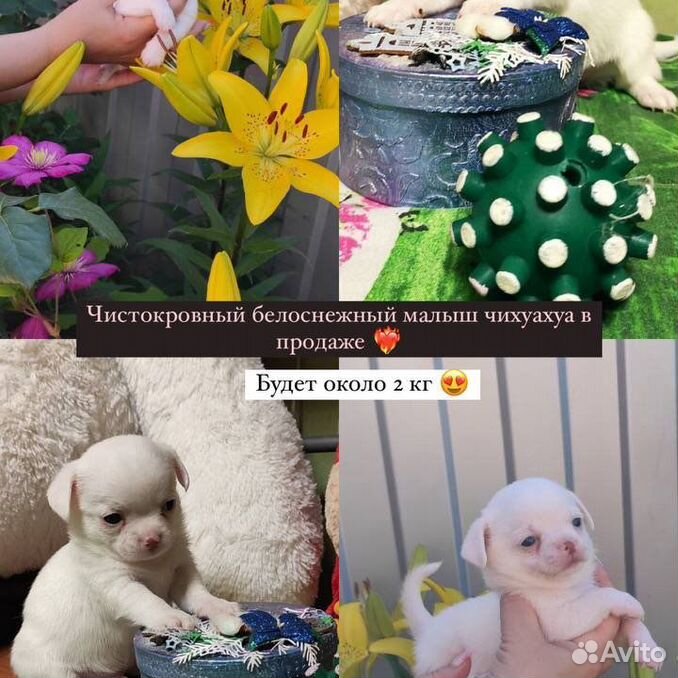 Чистокровный малыш чихуахуа, 2 месяца, привит