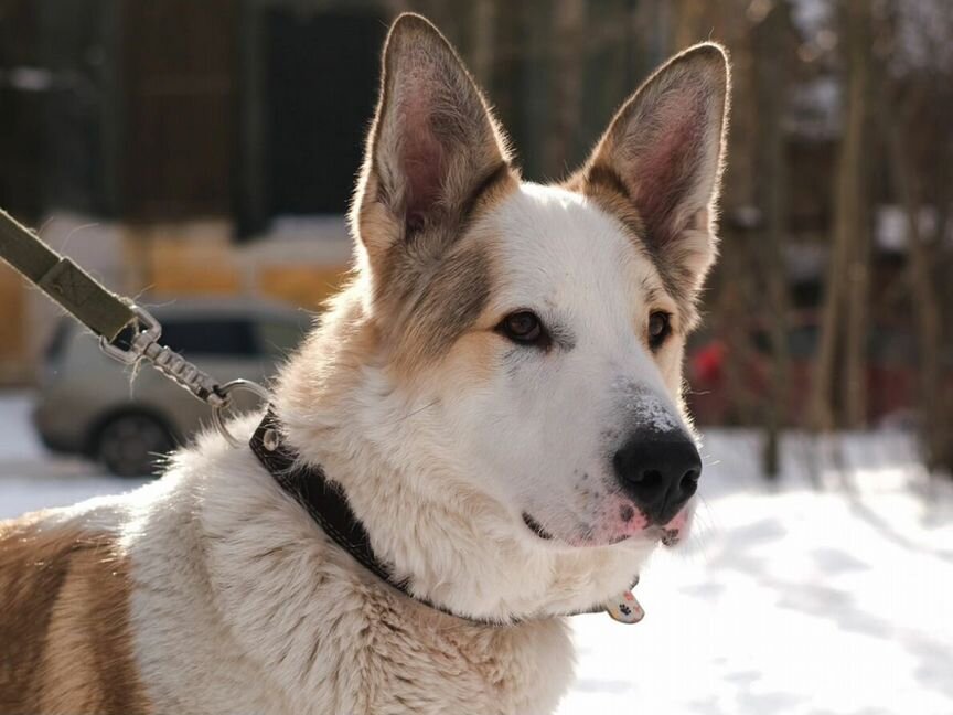 Спортивный Томас из приюта