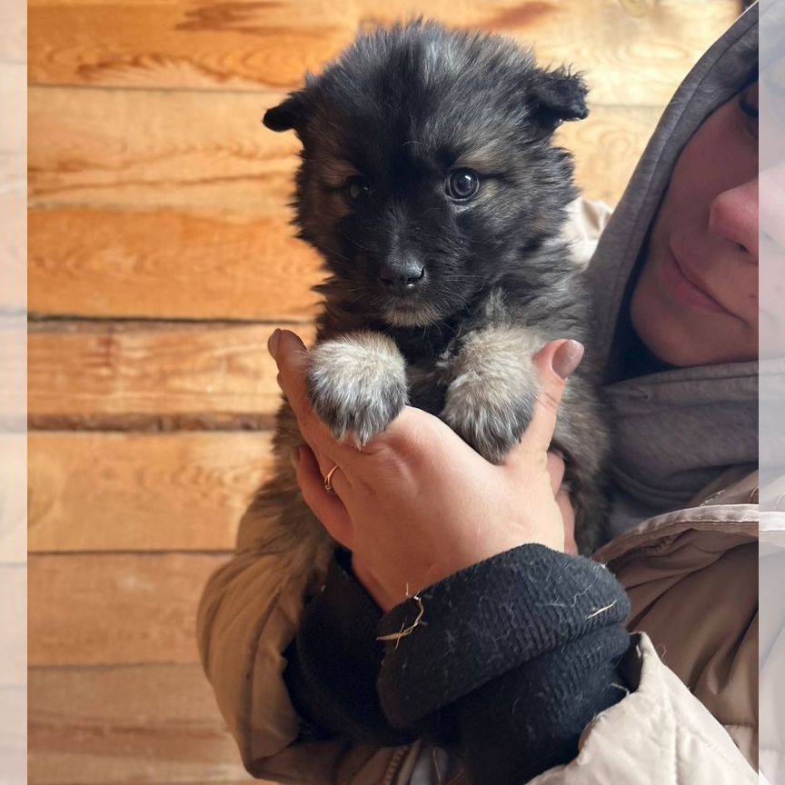 Щенок в добрые руки