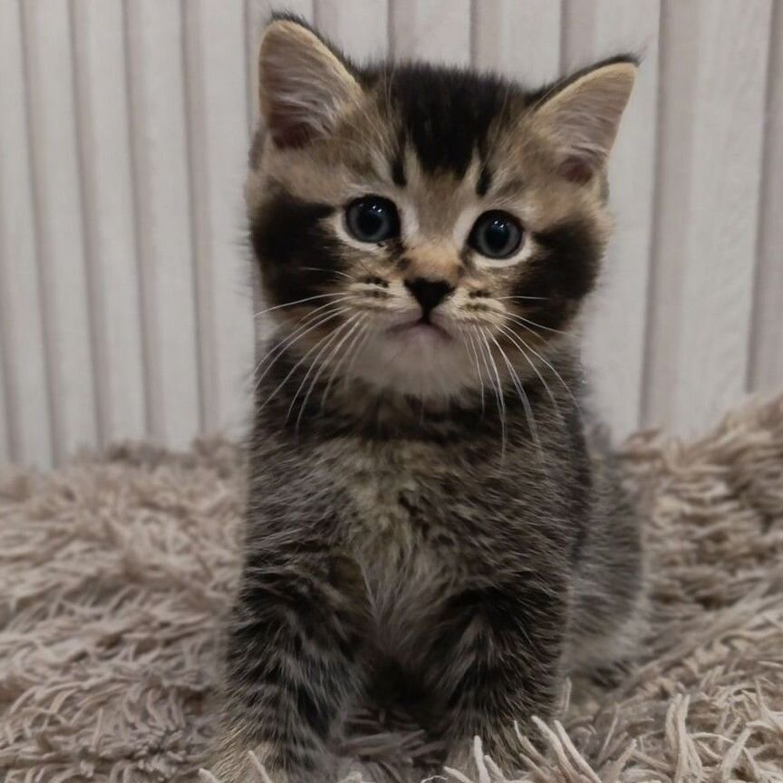 Шотландский прямоухий короткошёрстный котёнок