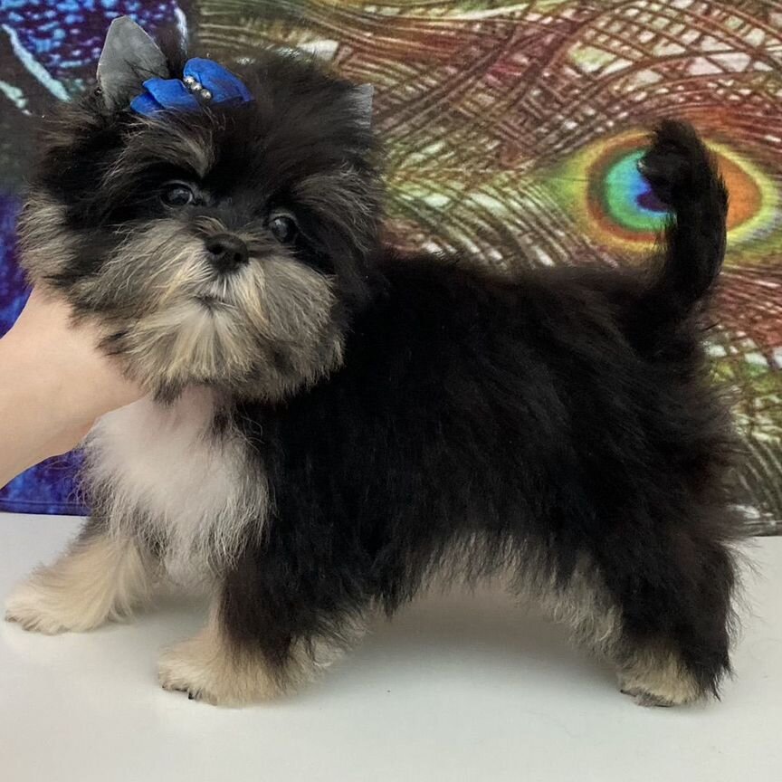 Йоркширский терьер, щенок