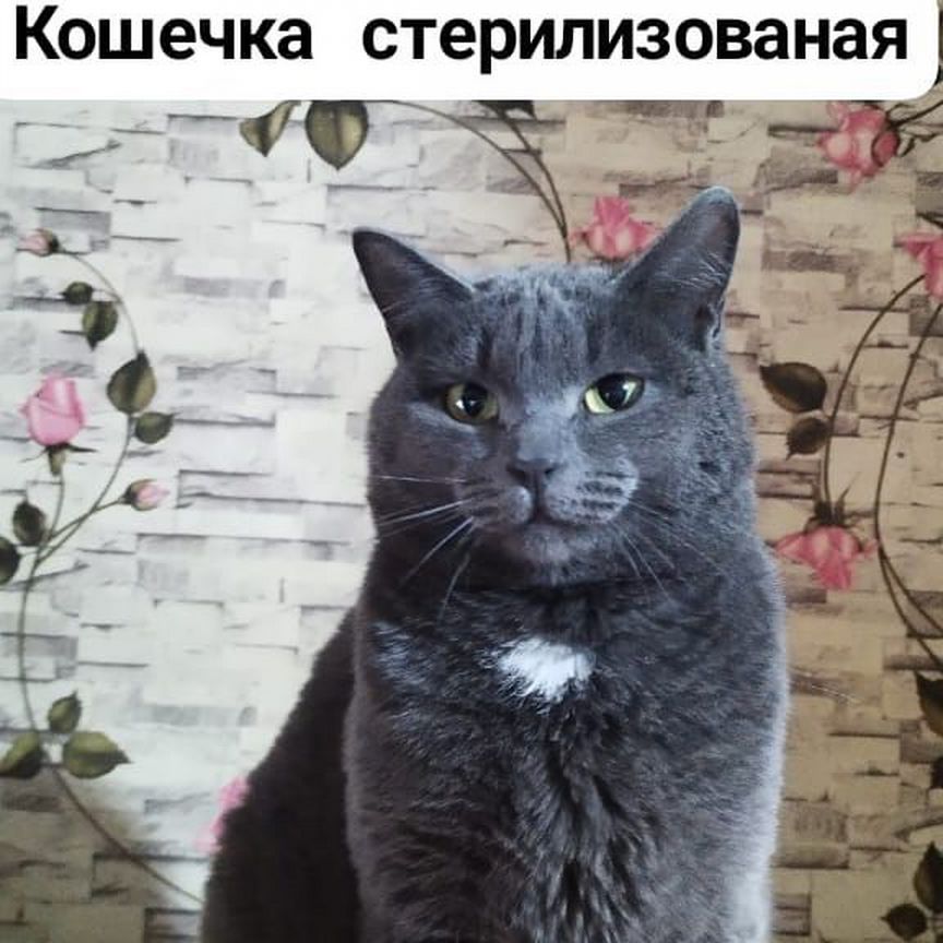 Кошка стерилизованная в добрые руки