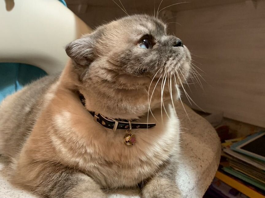 Кошка стерилизованная, 3,5 года