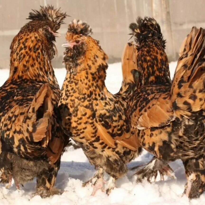 Курицы Павловские