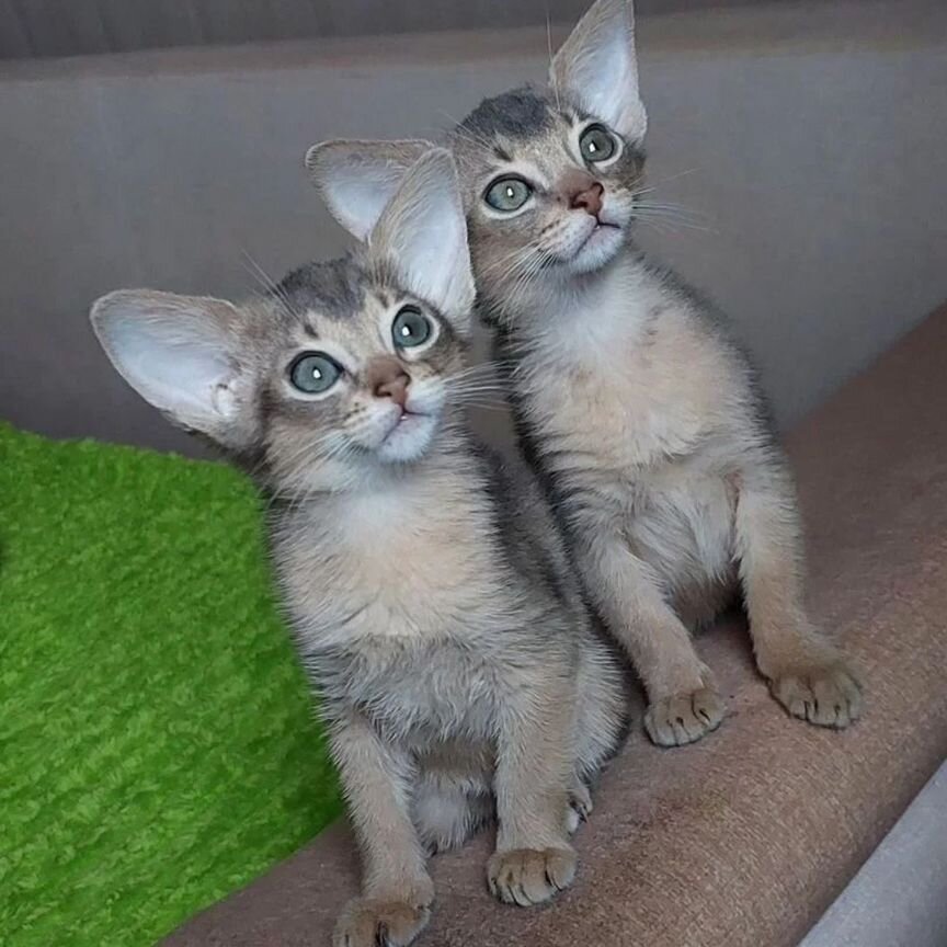Абиссинский котёнок
