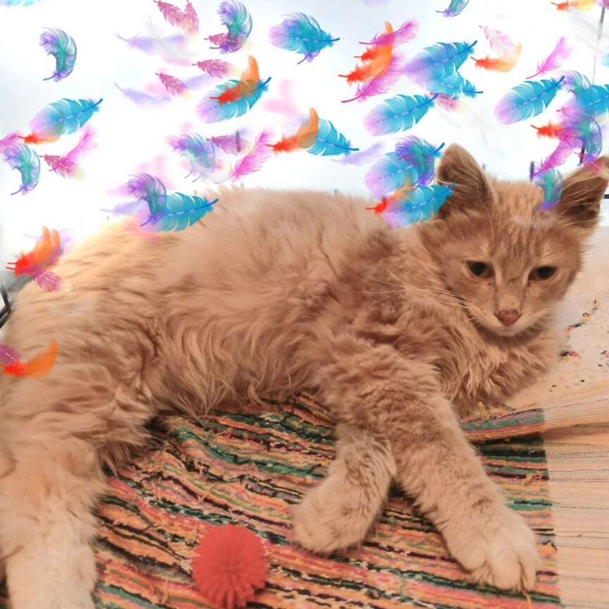 Котёнок Антошка в добрые руки