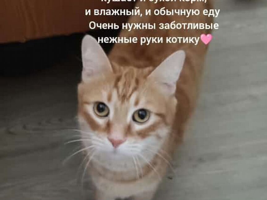 Кот