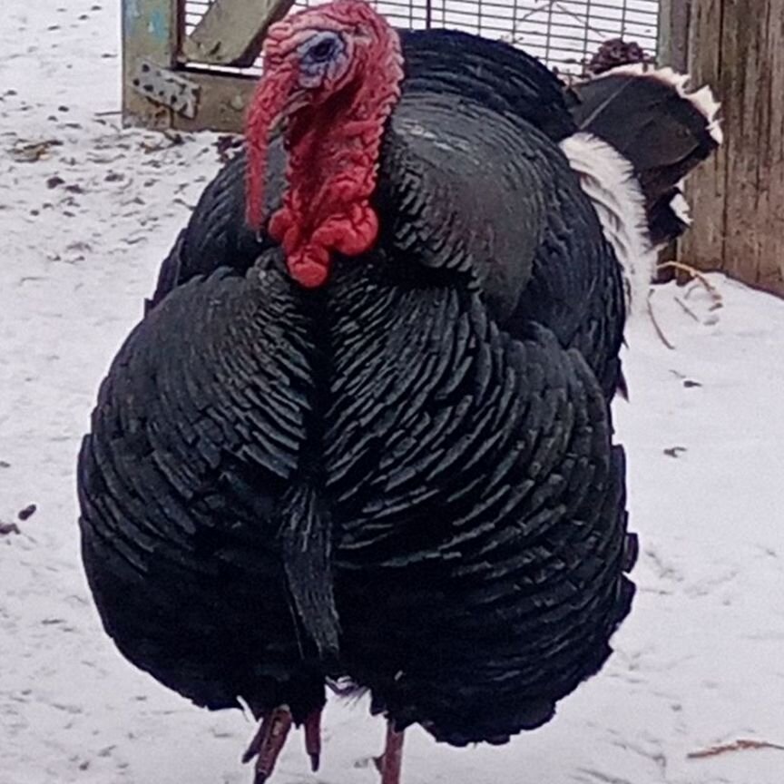Индюки домашние на племя