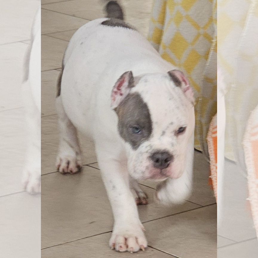 Американский булли покет