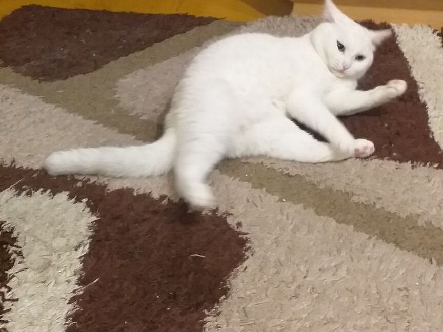 Домашние животные кошки