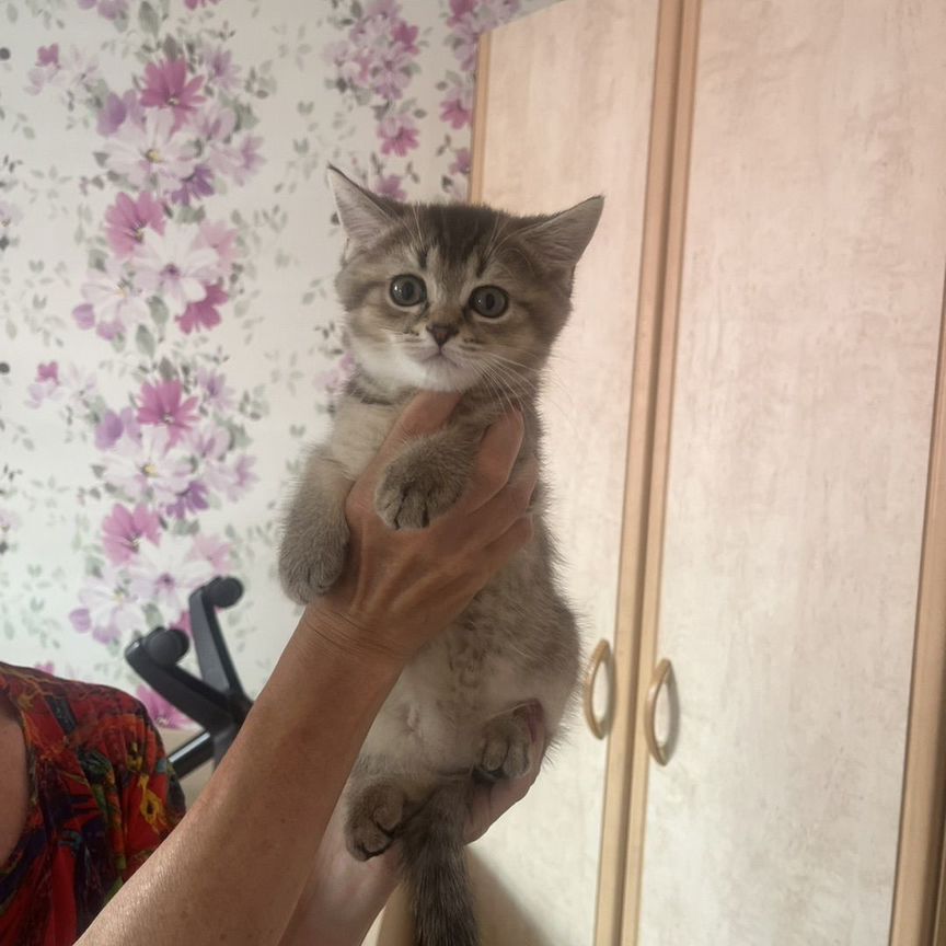 Шотландские прямоухие котята