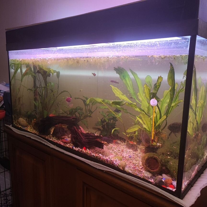 Аквариум с рыбками 140 л