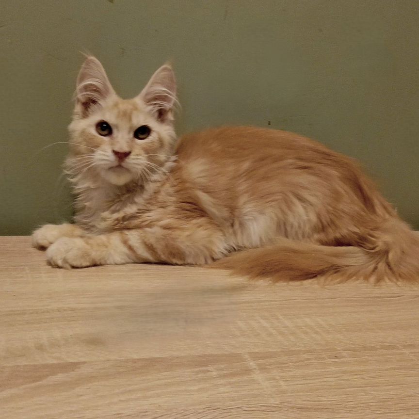 Котёнок мейн-кун мальчик