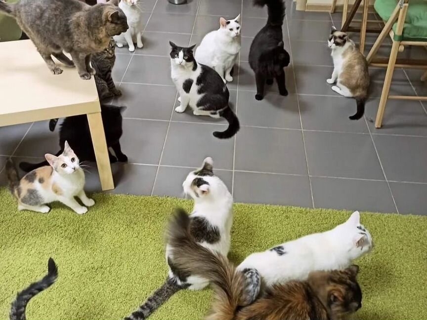 Котики из приюта, в добрые руки