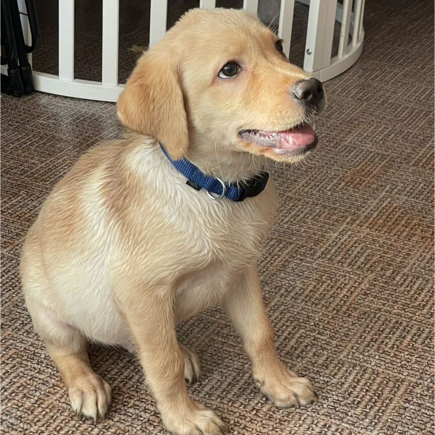 Лабрадор-ретривер, щенок