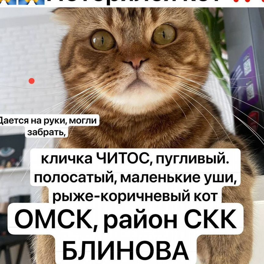 Потерялся кот читос
