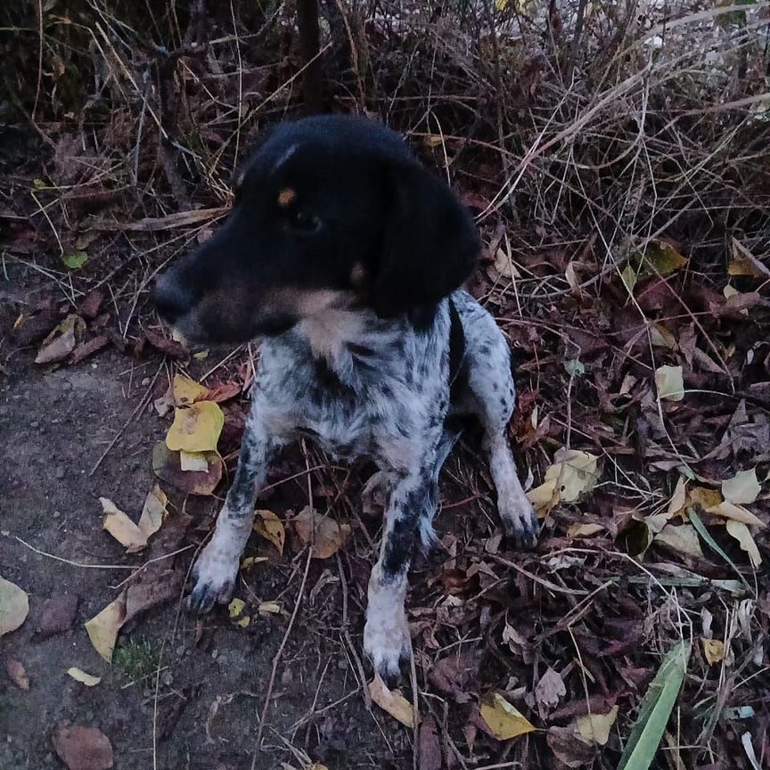 В добрые руки