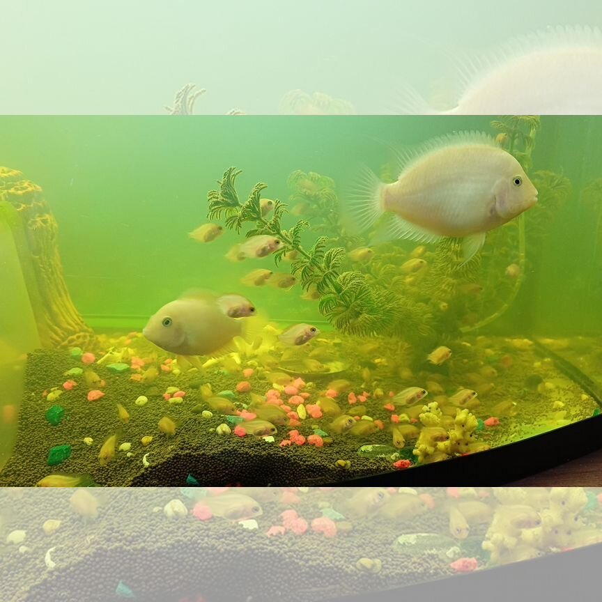 Мальки цихлид в добрые руки