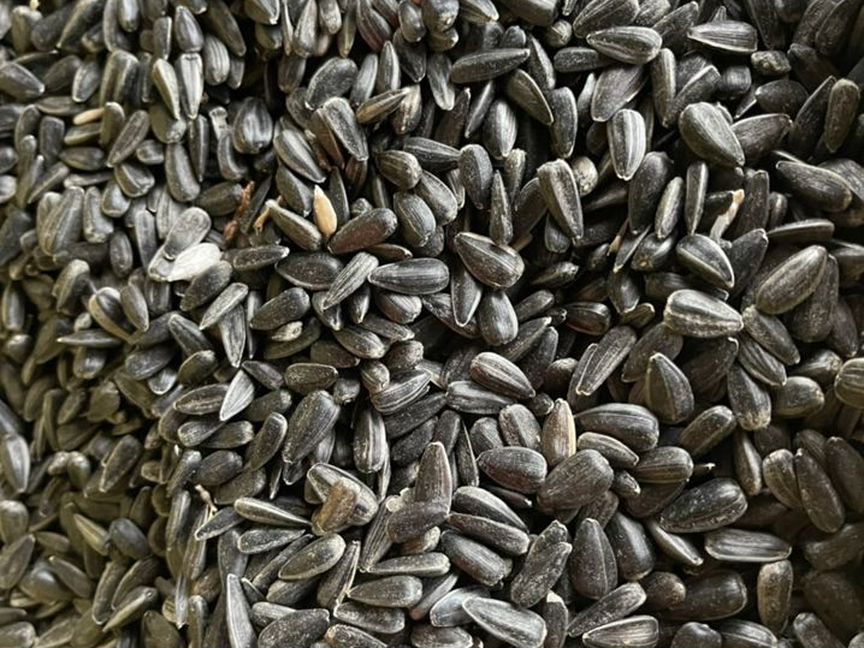 Семечки для птиц