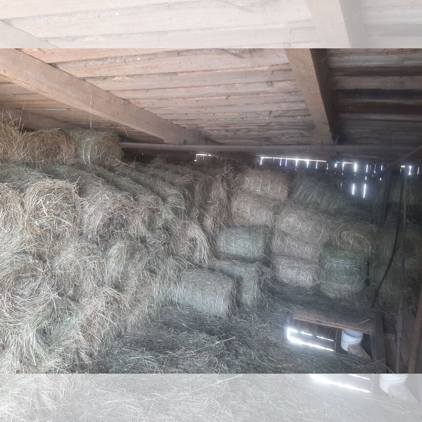 Сено в рулонах