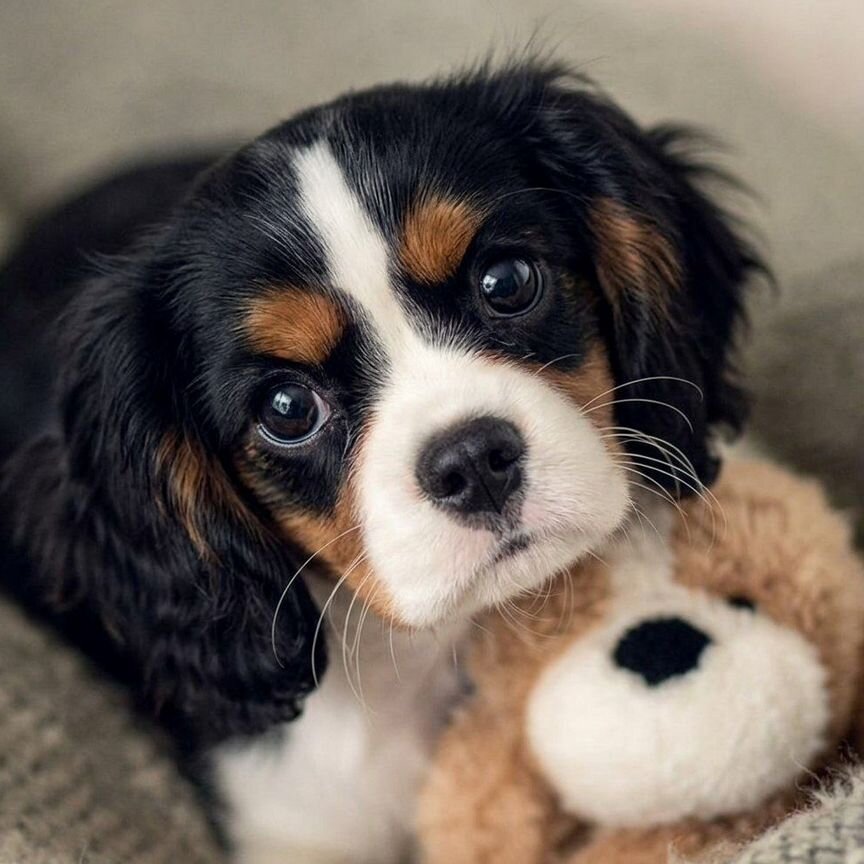 Кавалер кинг-чарльз-спаниель, щенок