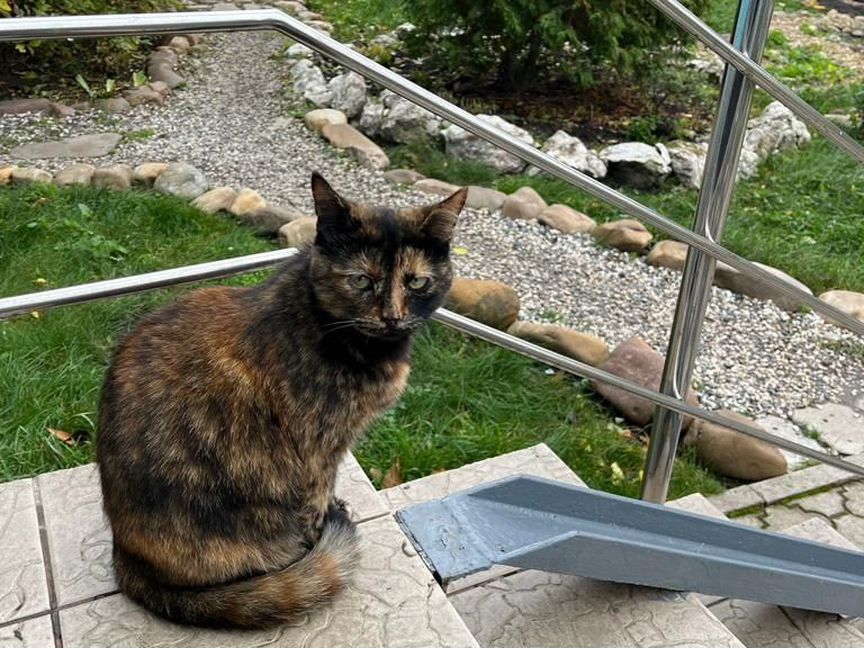 Кошечка в добрые руки