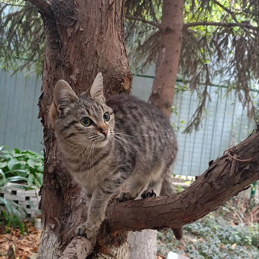 Дашка ищет дом)