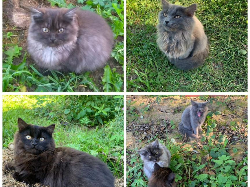 Помесь сибирской