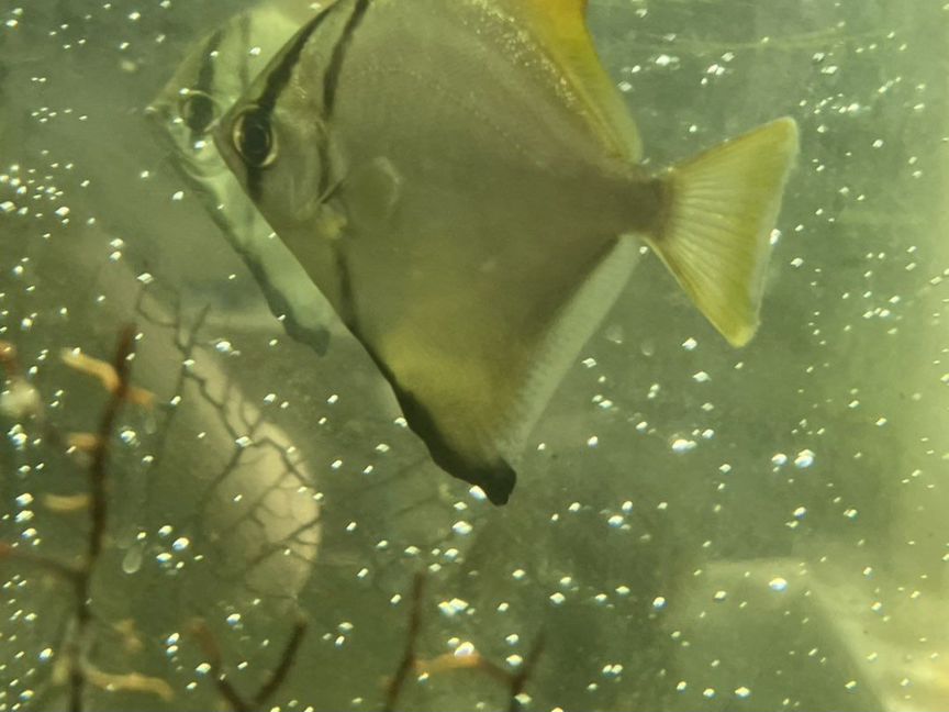 Аквариумные рыбки