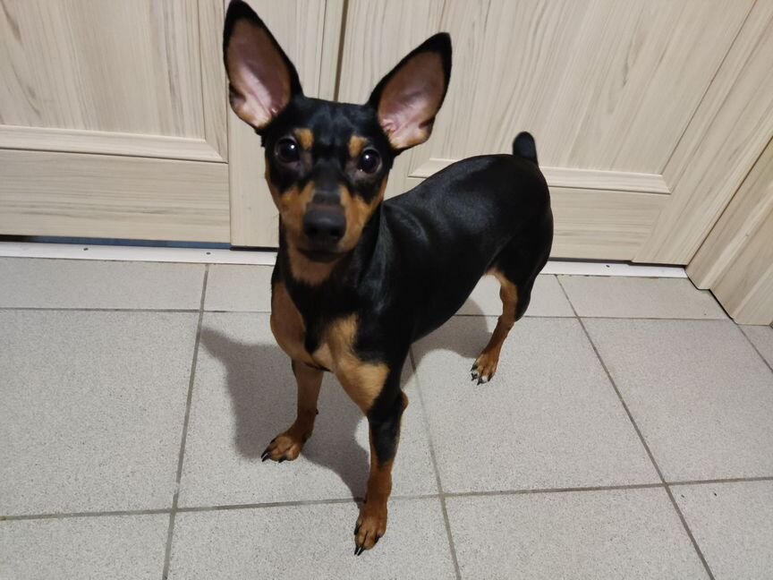 Вязка собак цвергпинчер