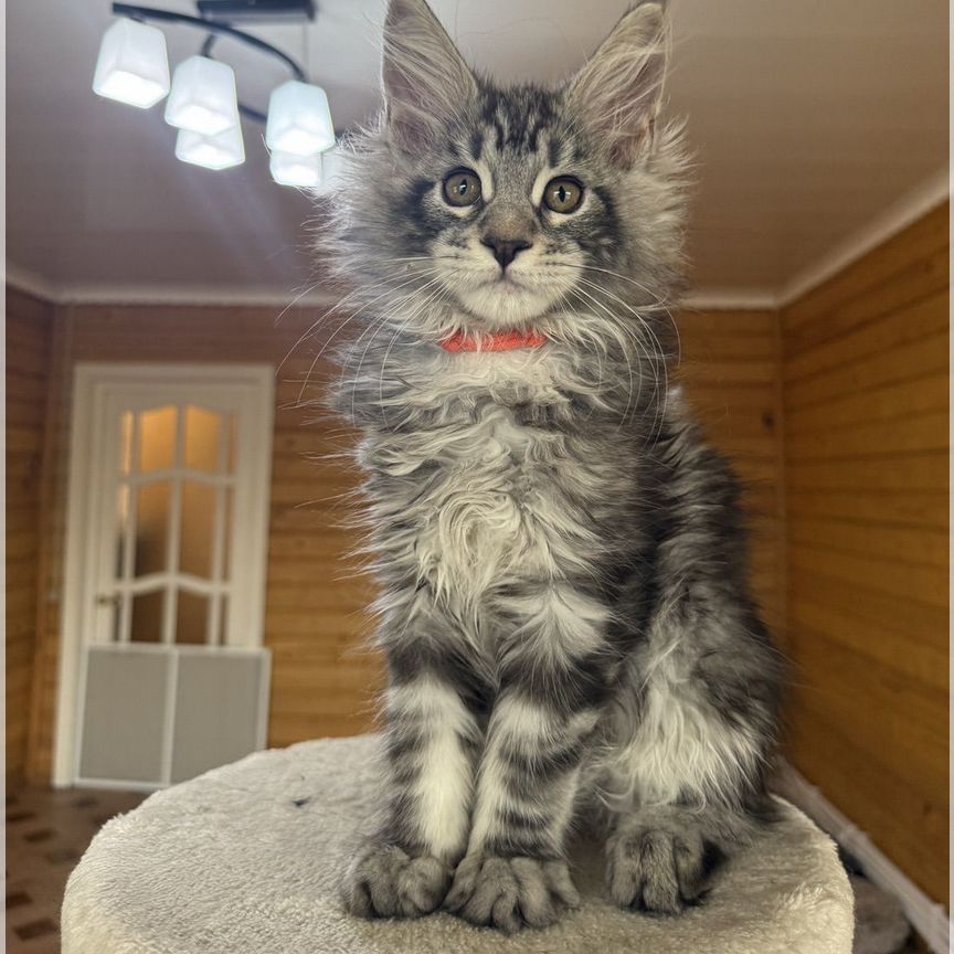 Мейн-кун котёнок