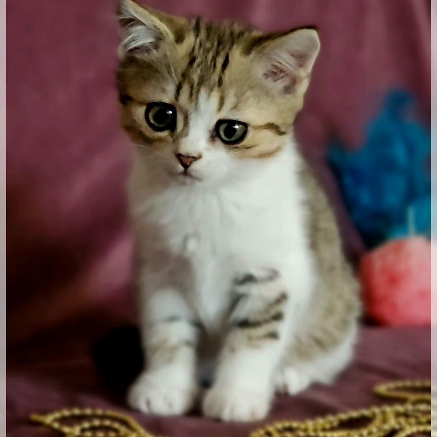 Шотландская кошечка