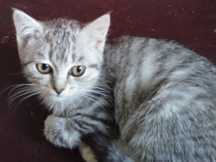 Котята 4 месяца в дар бесплатно