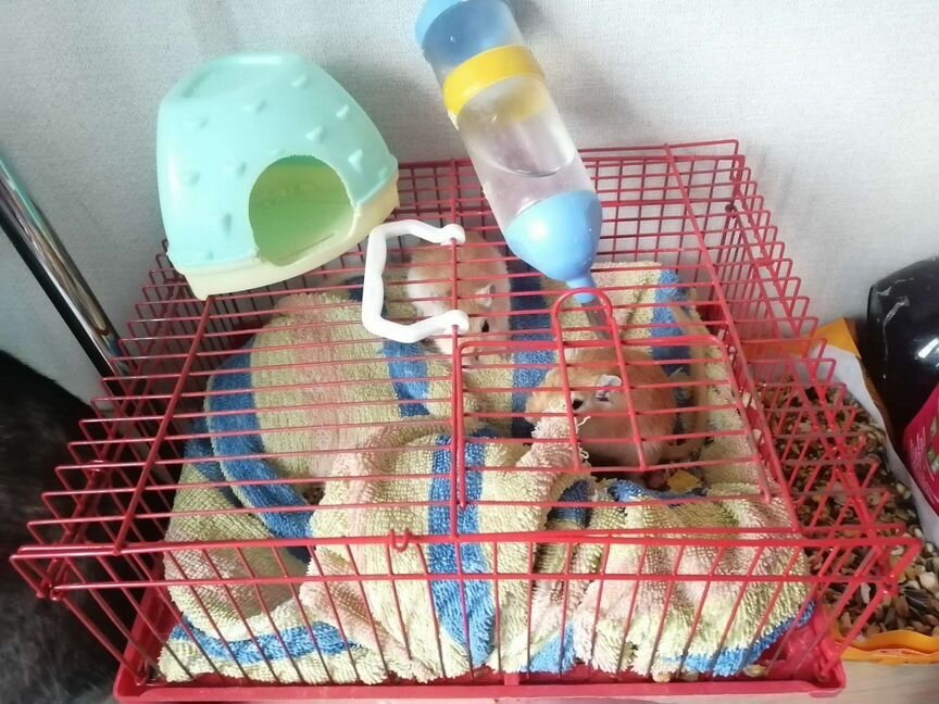 Песчанка с клеткой