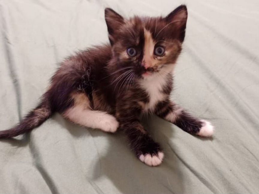 Отдам в добрые руки