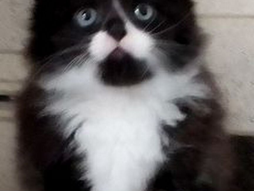 Сибирские котята