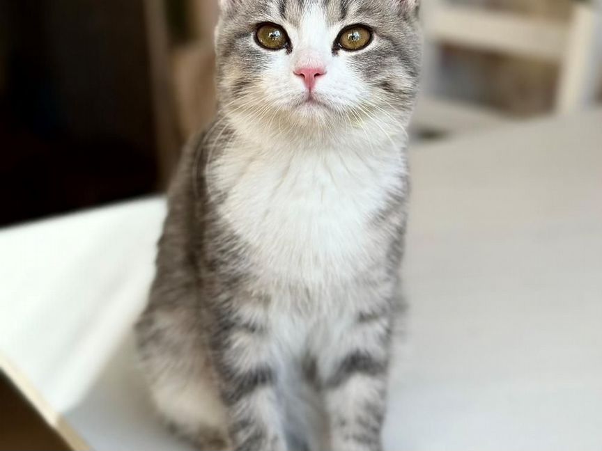 Котенок ищет дом