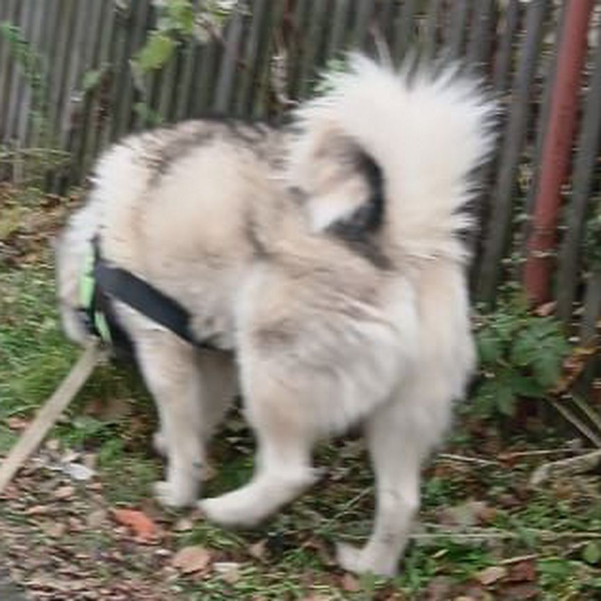 Сибирский хаски, взрослый пёс