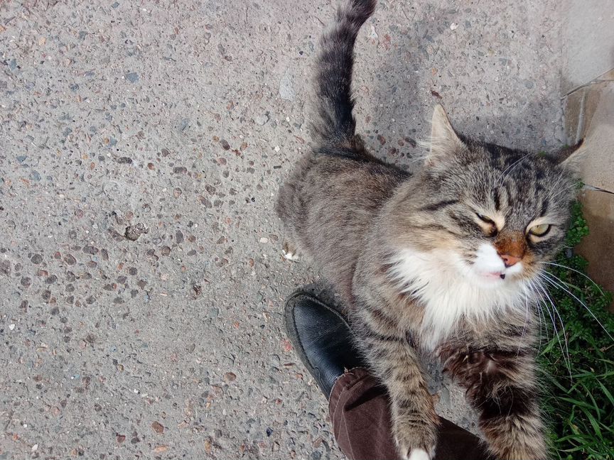 Отдам кота в добрые руки