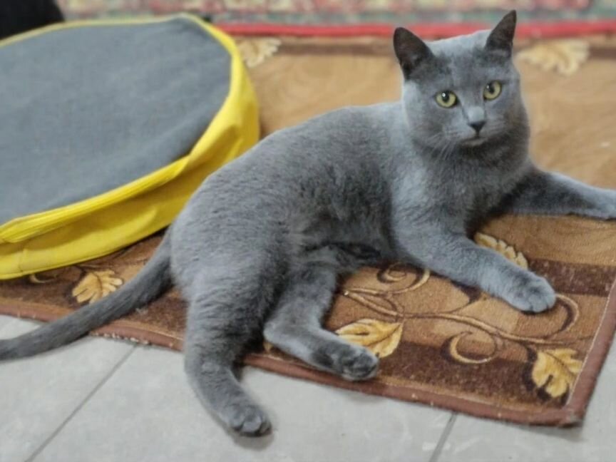 Русская голубая