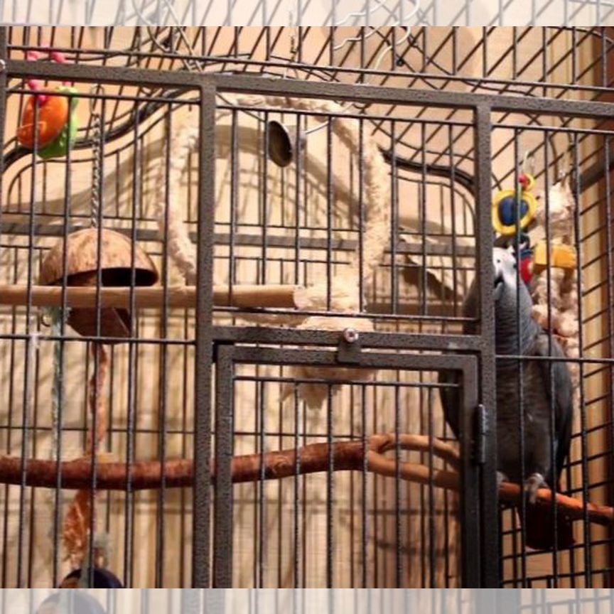 Попугай большой ручной говорящий