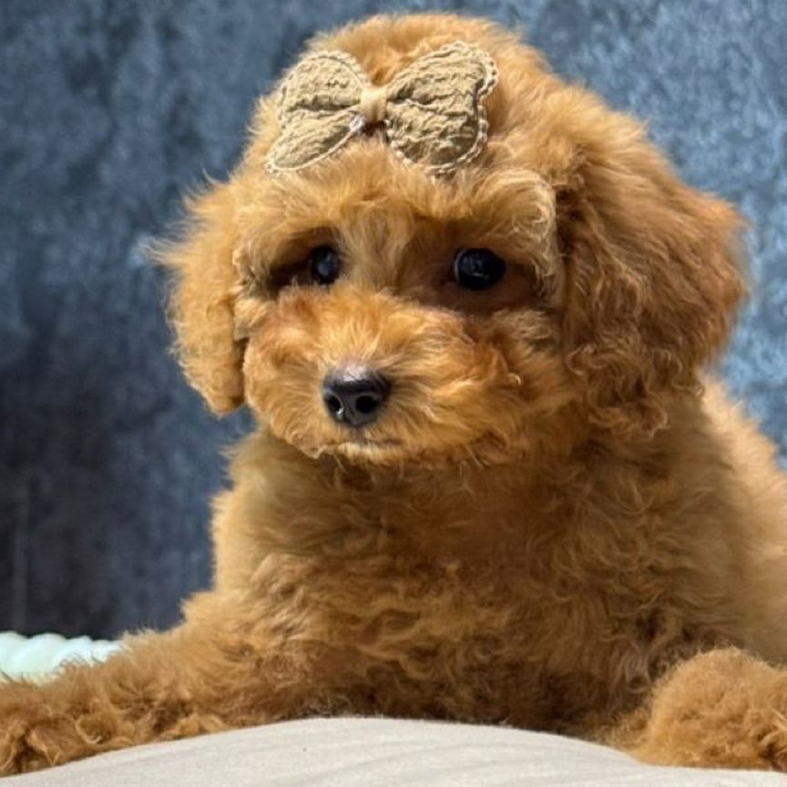 Мальтипу, щенок