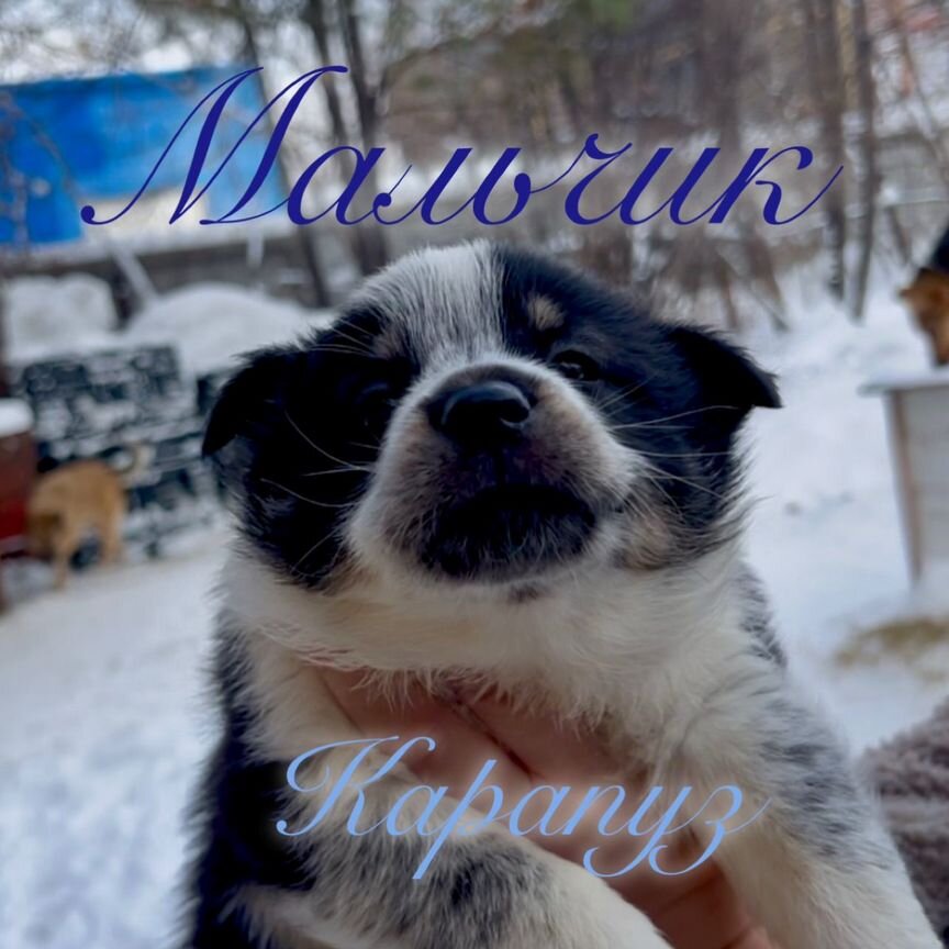 Мальчишка щенок бесплатно